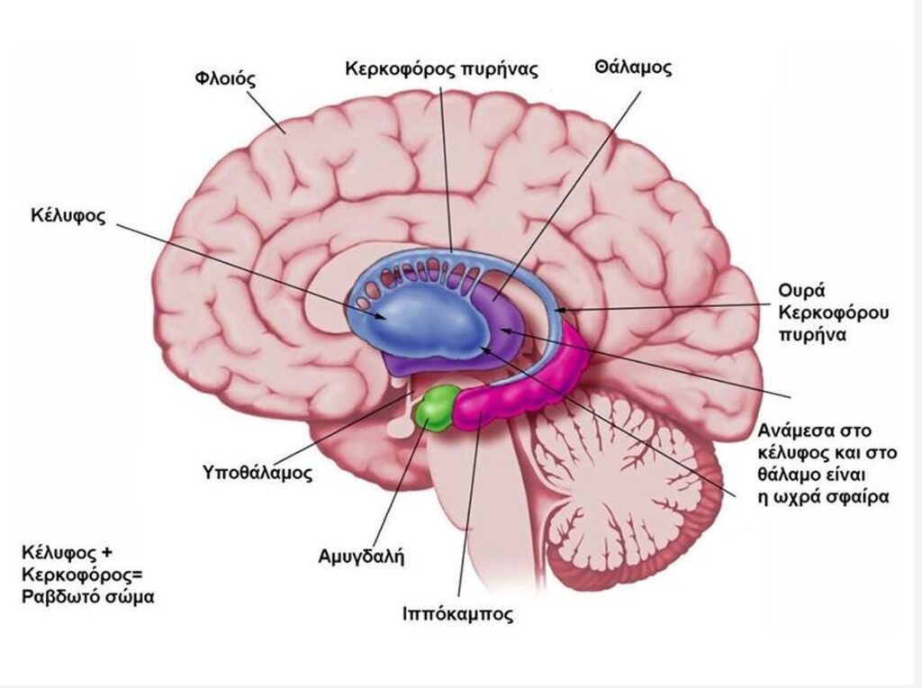 Σπινθηρογραφική απεικόνιση βασικών γαγγλίων εγκεφάλου (DaTSCAN ...