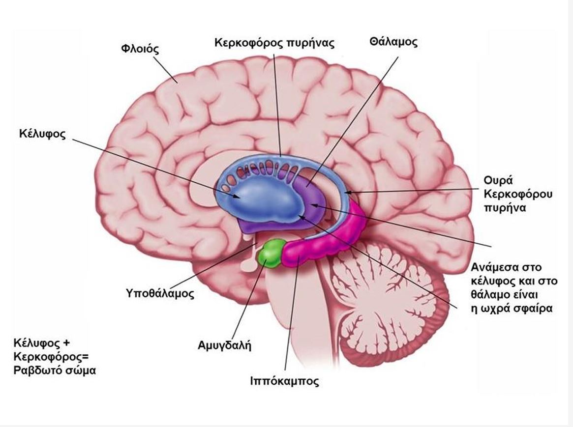 Σπινθηρογραφική απεικόνιση βασικών γαγγλίων εγκεφάλου (DaTSCAN ...